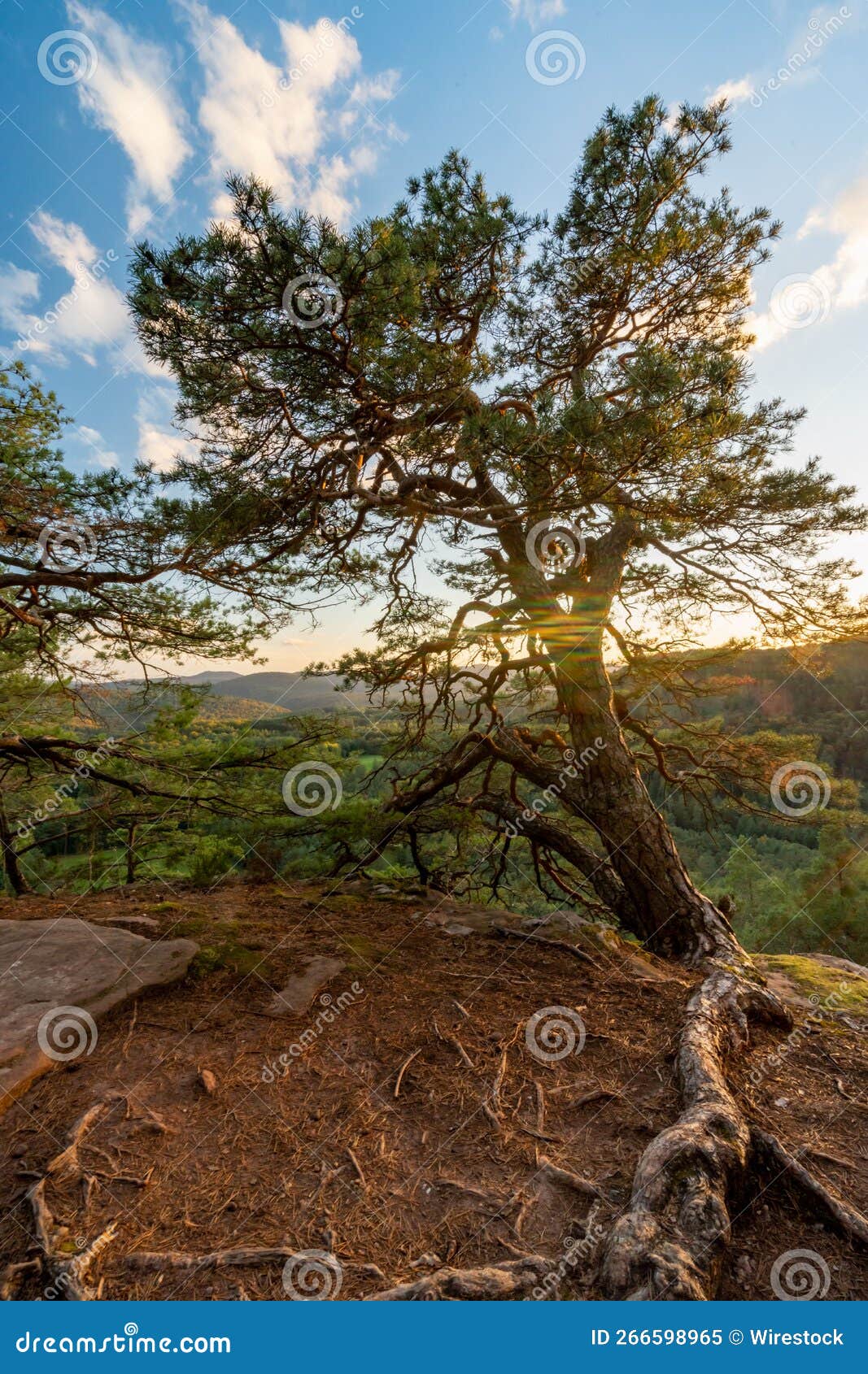 Tree on the Edge of the Cliff with Big Roots Stock Image - Image of ...