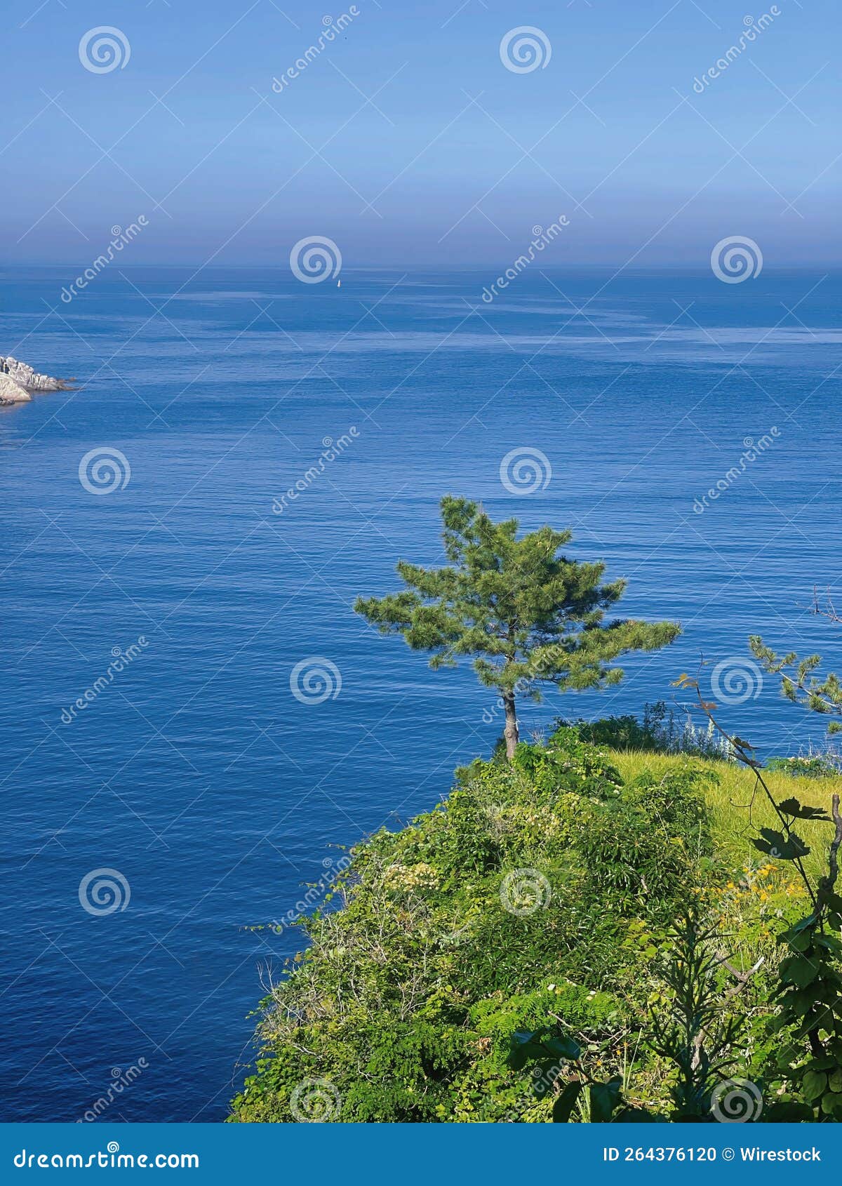 Tree on the Edge of a Cliff Facing the Sea Stock Photo - Image of edge ...