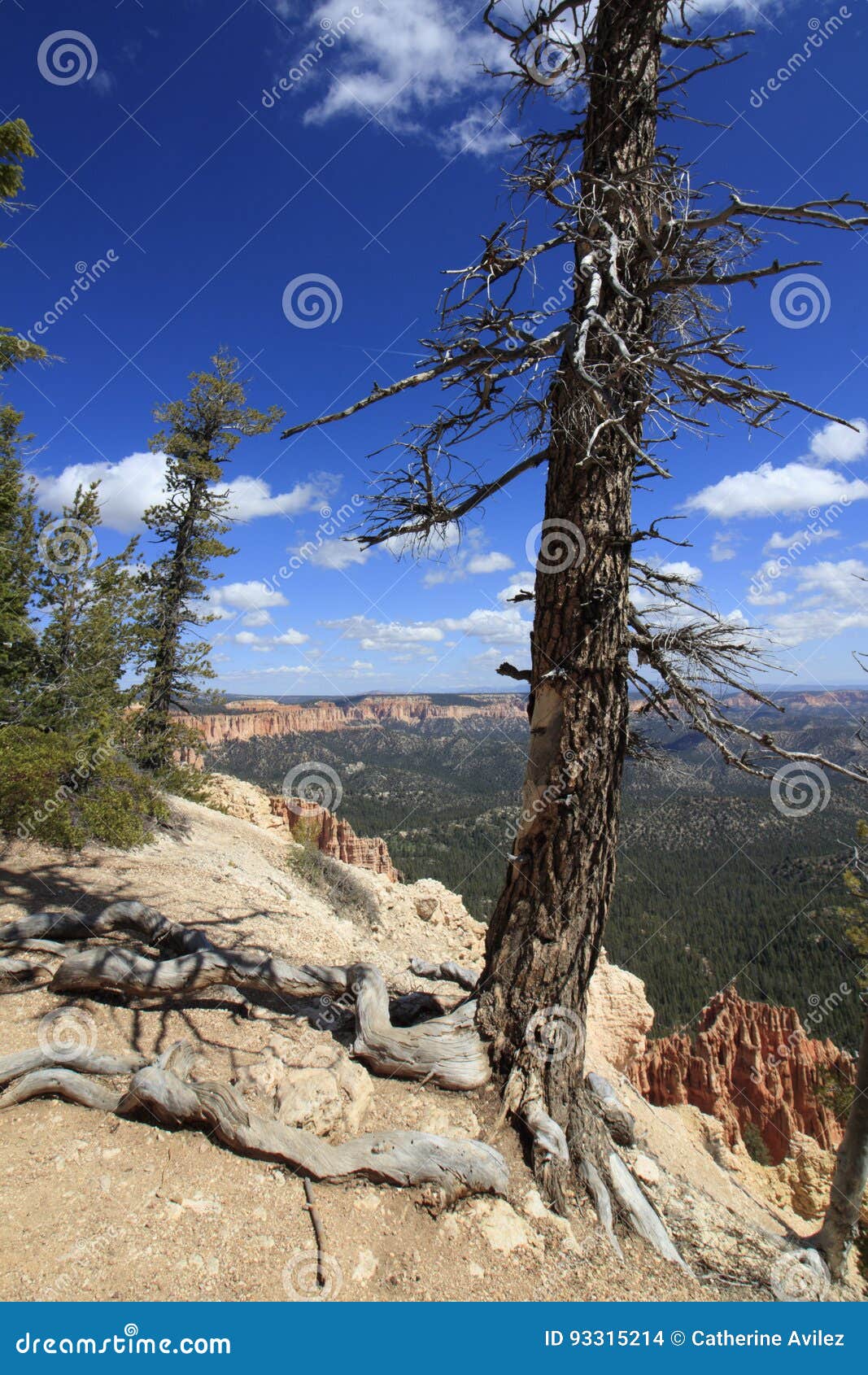 Tree on the Edge stock photo. Image of geology, landforms - 93315214