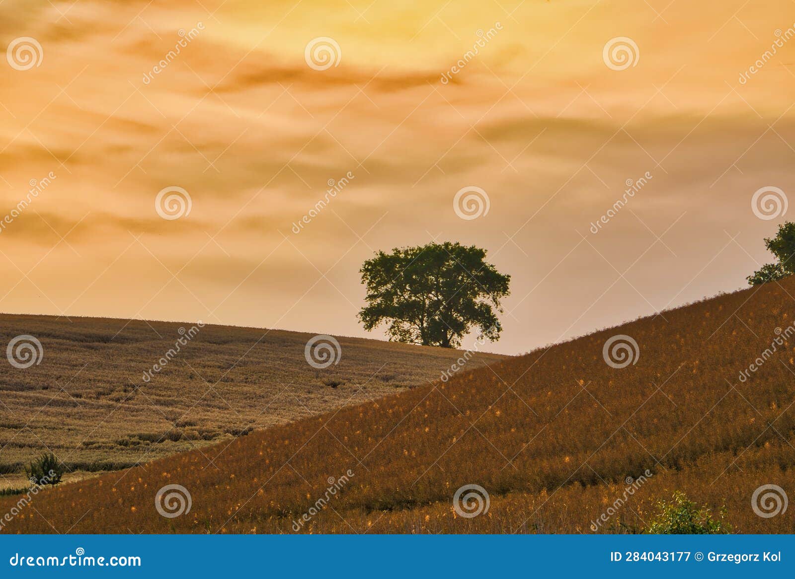 Tree at the Edge of the Field Stock Image - Image of hill, horizon ...