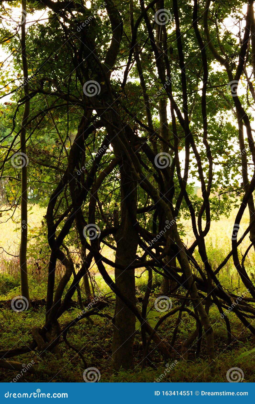 Tangled Web of Trees and Vines Stock Image - Image of autumn, leaf ...