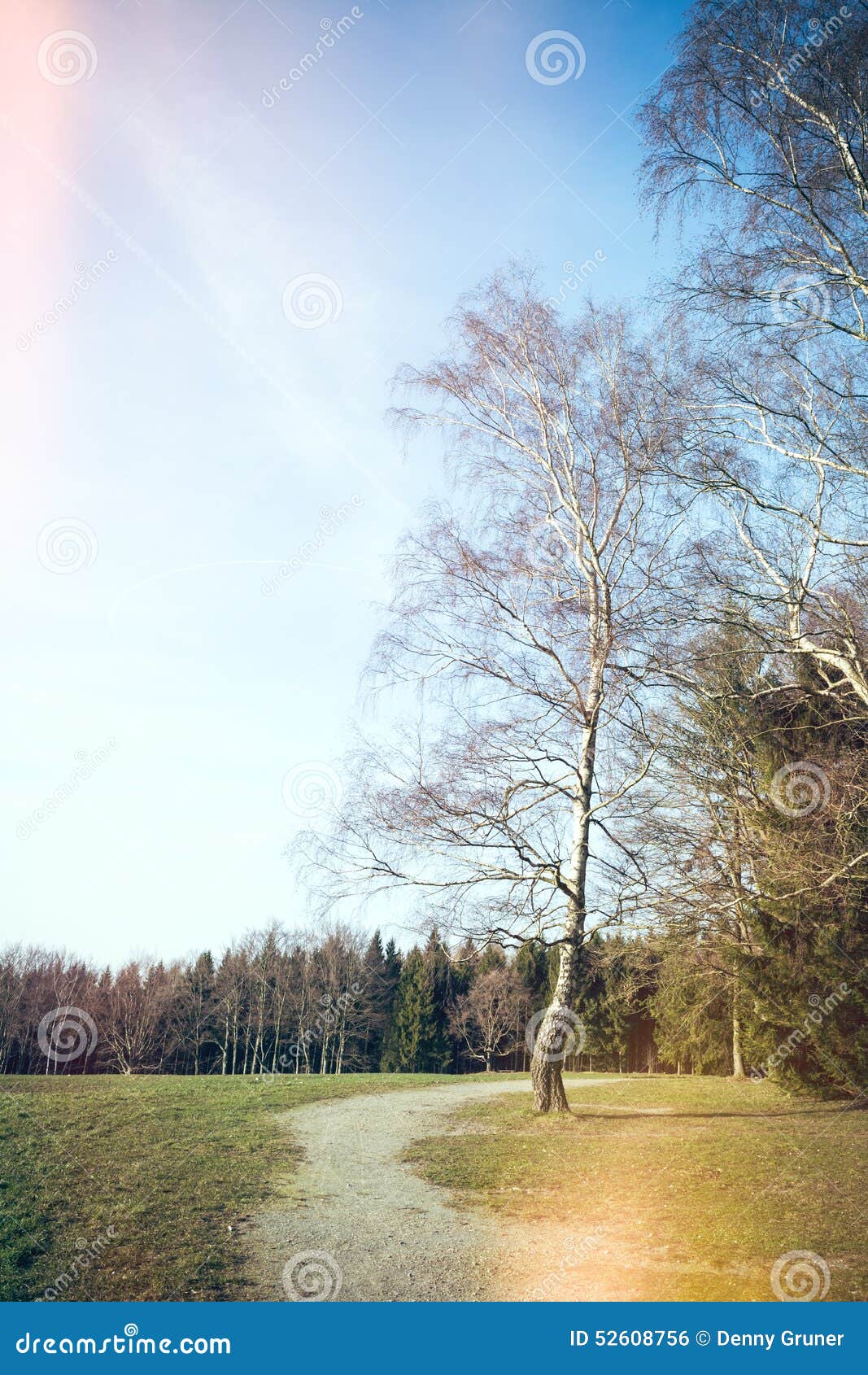Tree at the Edge of the Forest Stock Photo - Image of grass, forest ...