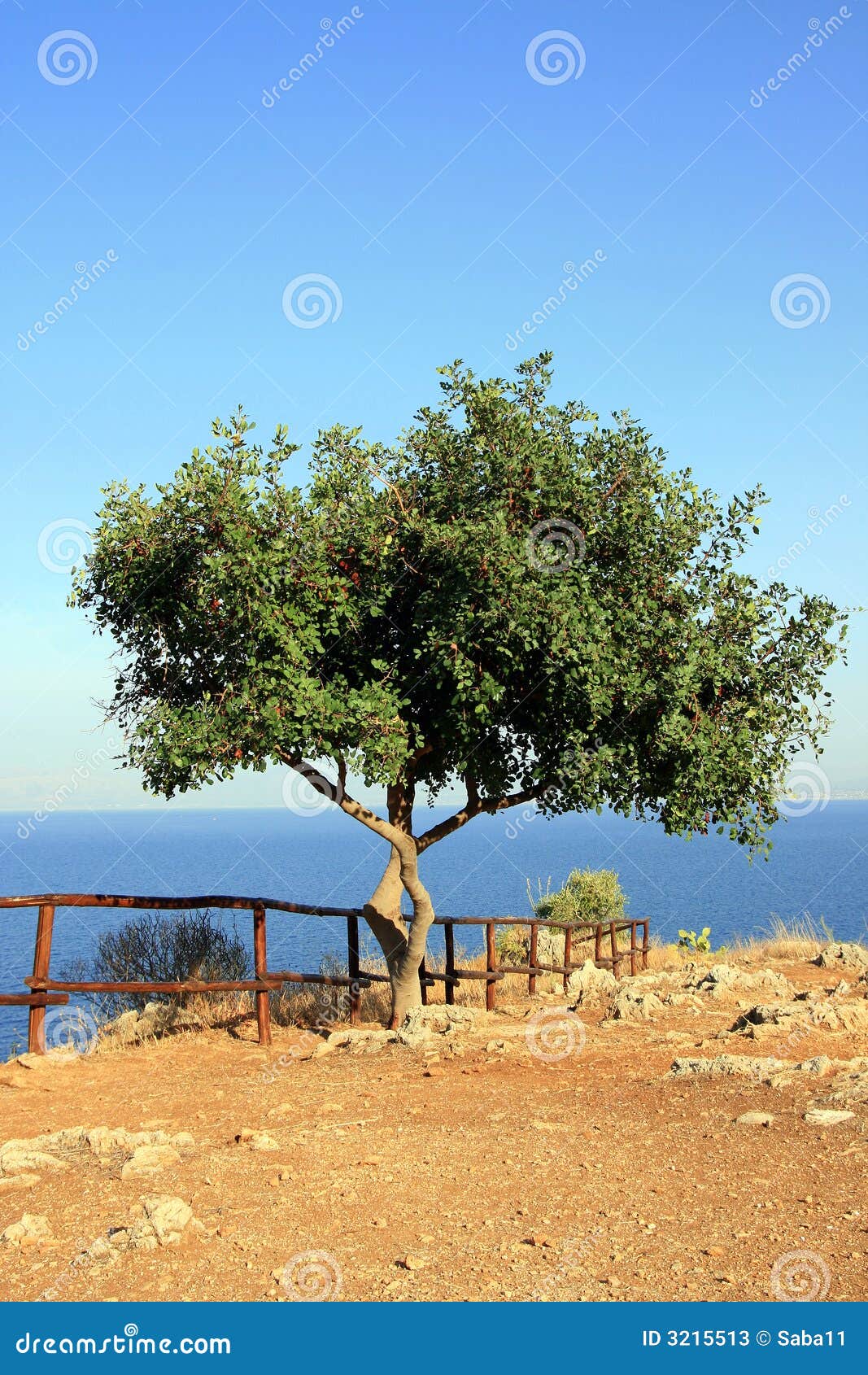 Tree on Edge of Mediterranean Stock Image - Image of nature, tropical ...