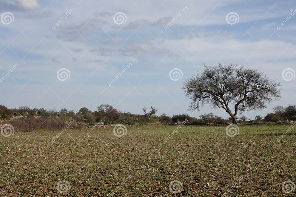 Tree on Edge of a Non Ploughed Field Stock Image - Image of grass ...