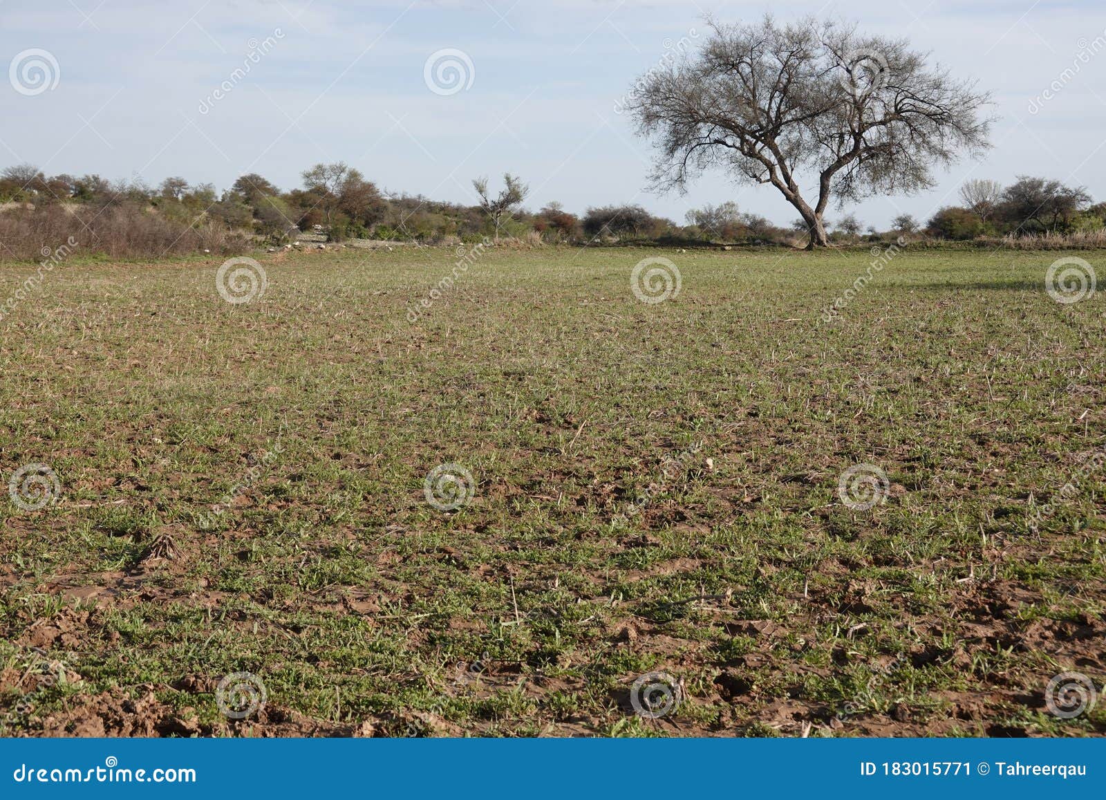 Tree on Edge of a Non Ploughed Field Stock Image - Image of prairie ...