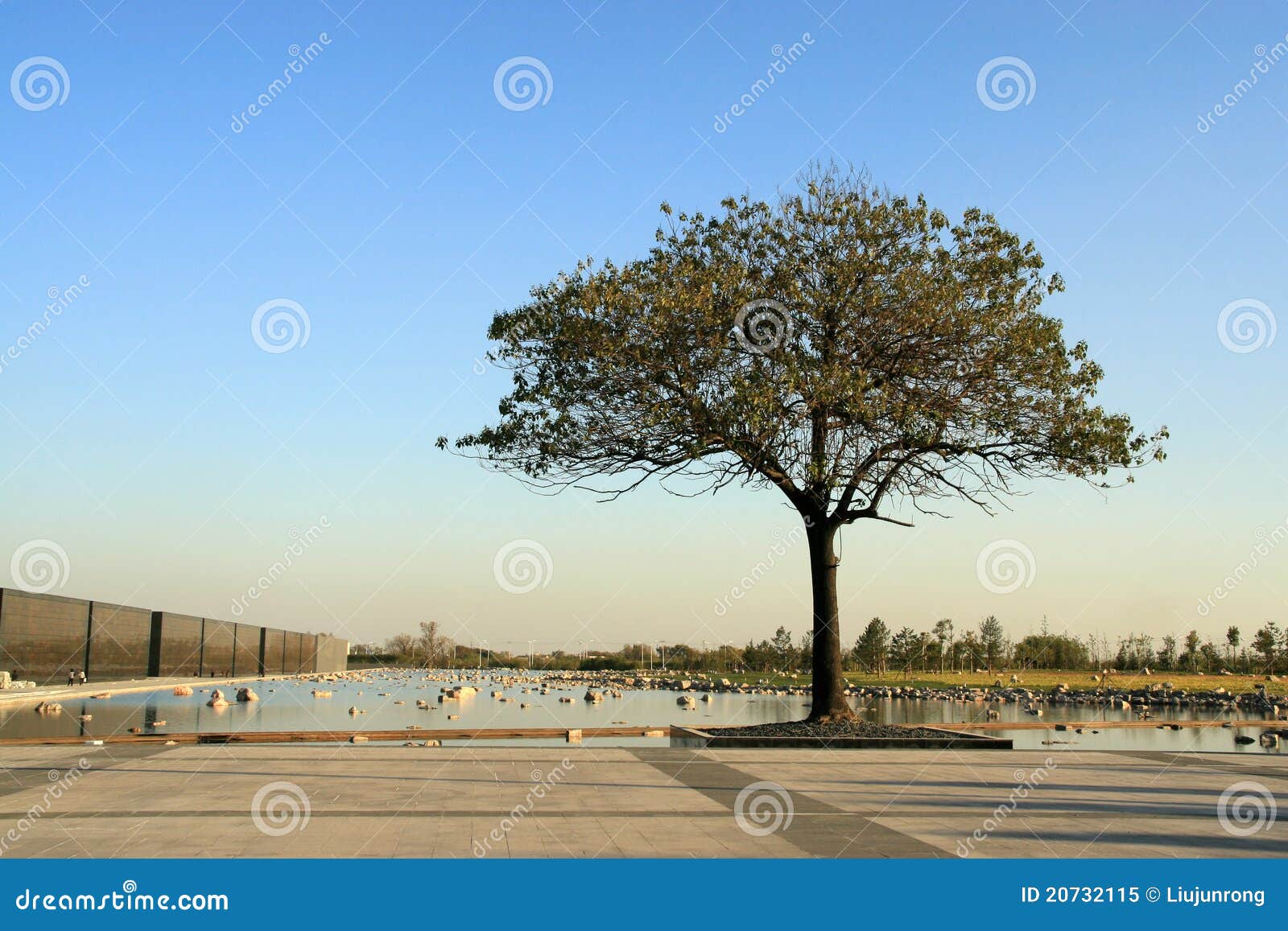 Tree on the Edge of a Square Stock Image - Image of tourists, wide ...