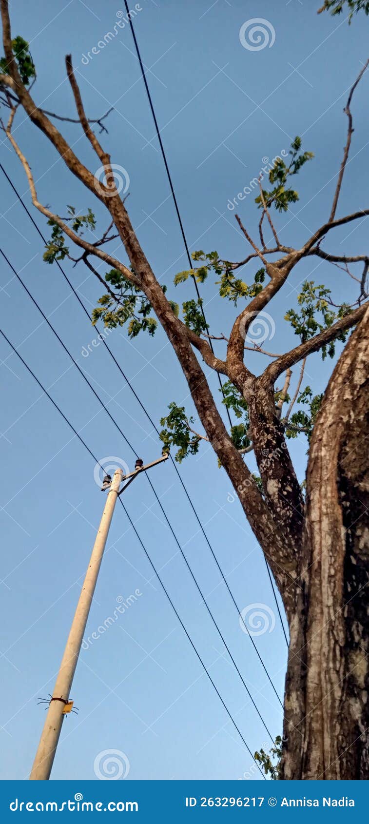A tree with electric poles stock image. Image of leaf - 263296217