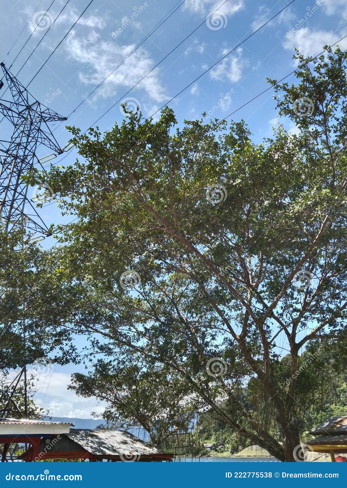 Tree and electricity stock photo. Image of blossom, trunk - 222775538
