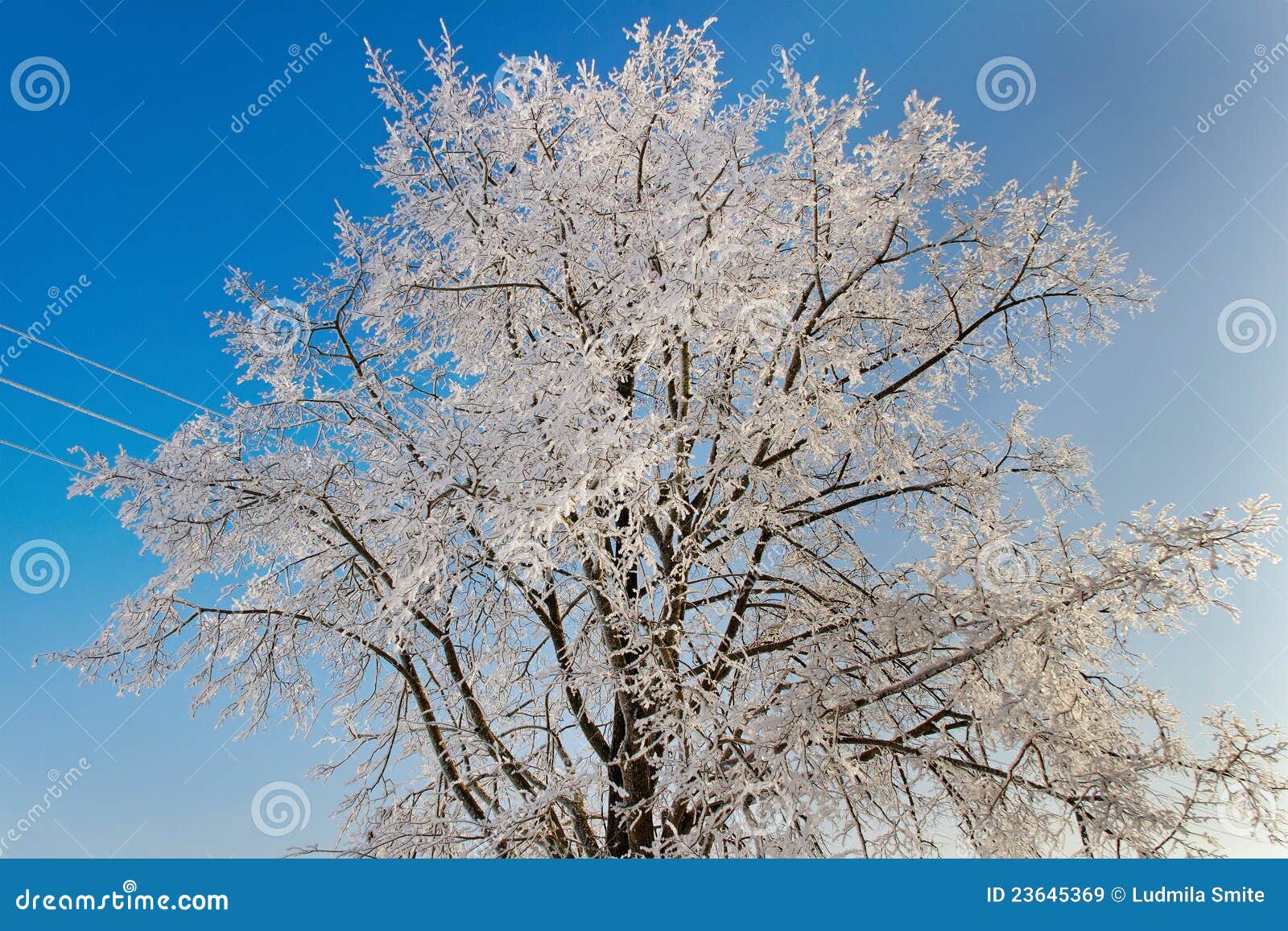 Tree and electro line. stock image. Image of forest, bright - 23645369