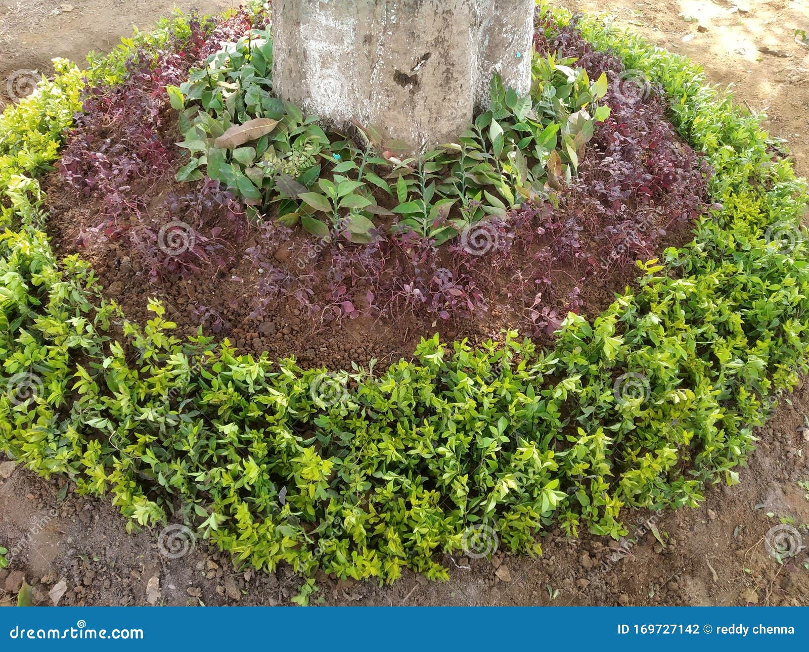 Oak Tree In Elevation Stock Image | CartoonDealer.com #25090645