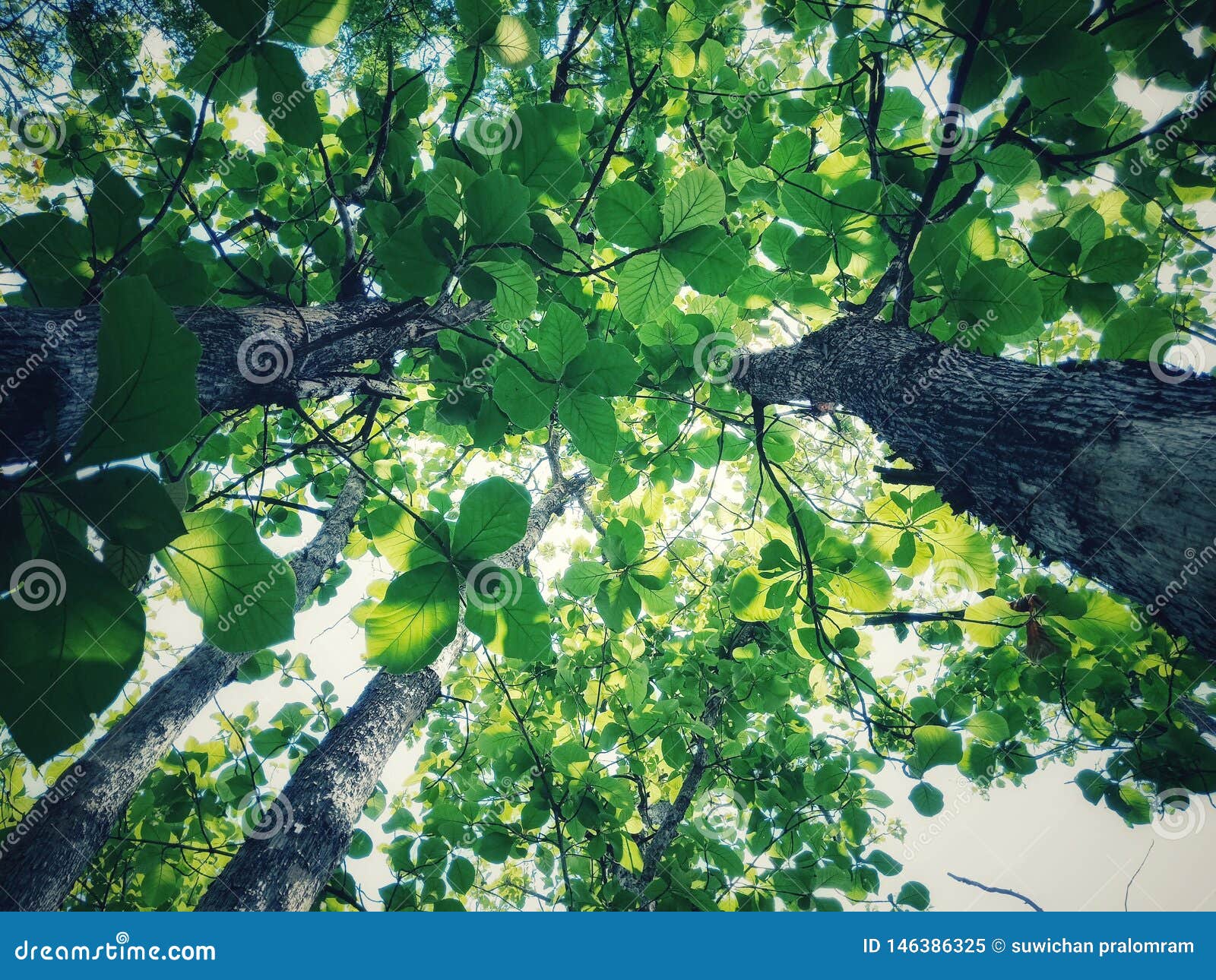 Tree elevation stock image. Image of forest, architecture - 146386325