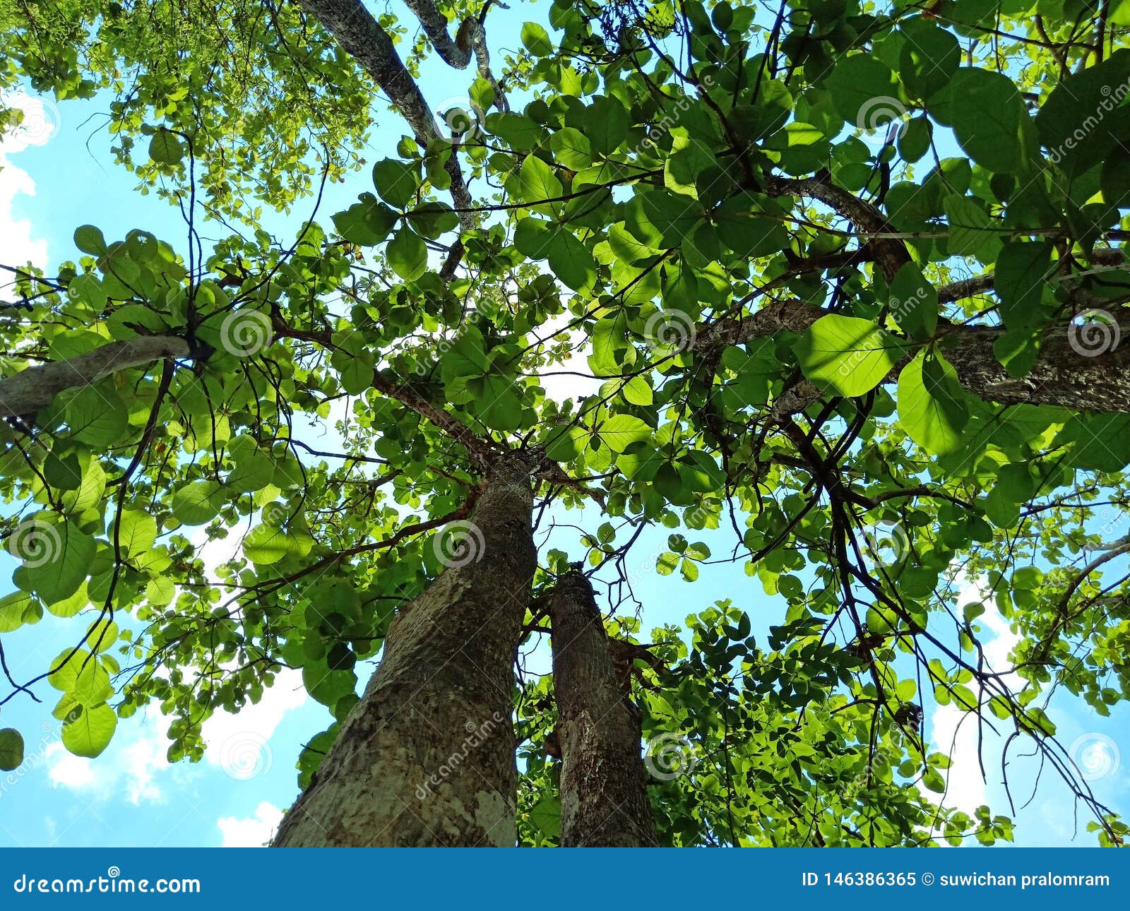Oak Tree In Elevation Stock Image | CartoonDealer.com #25090645