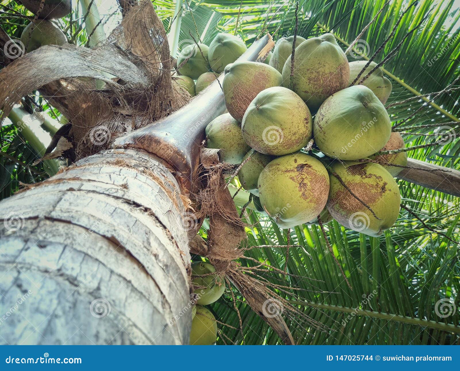 Oak Tree In Elevation Stock Image | CartoonDealer.com #25090645