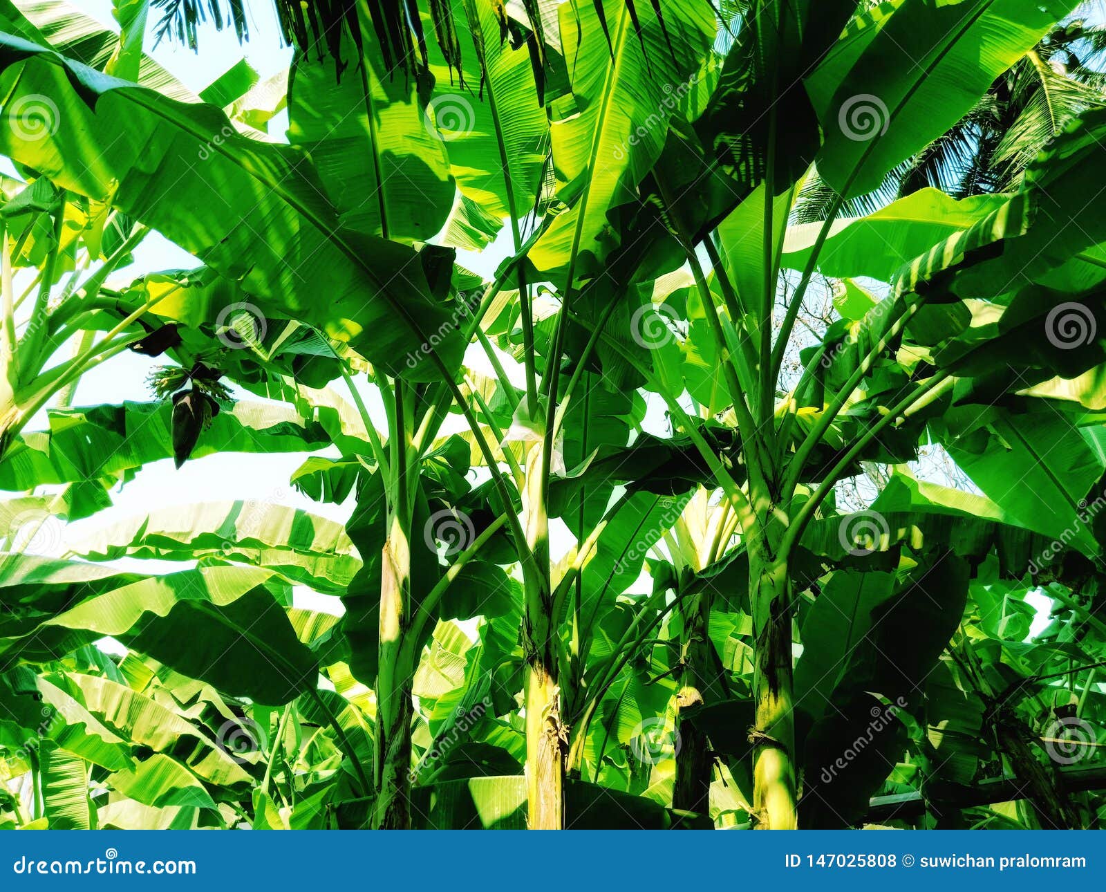 Oak Tree In Elevation Stock Image | CartoonDealer.com #25090645