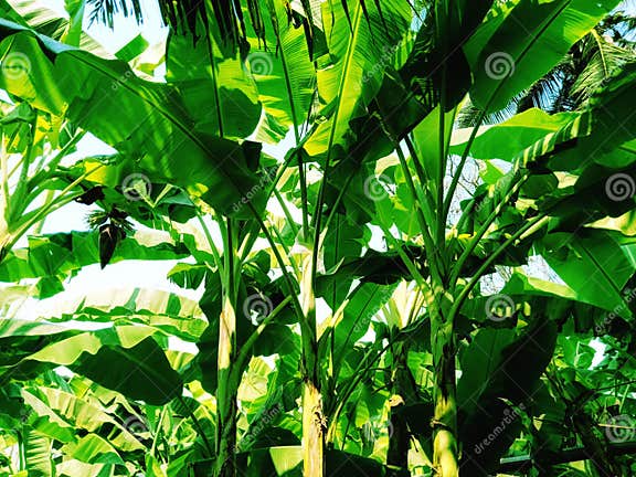 Tree elevation stock photo. Image of architect, environment - 147025808