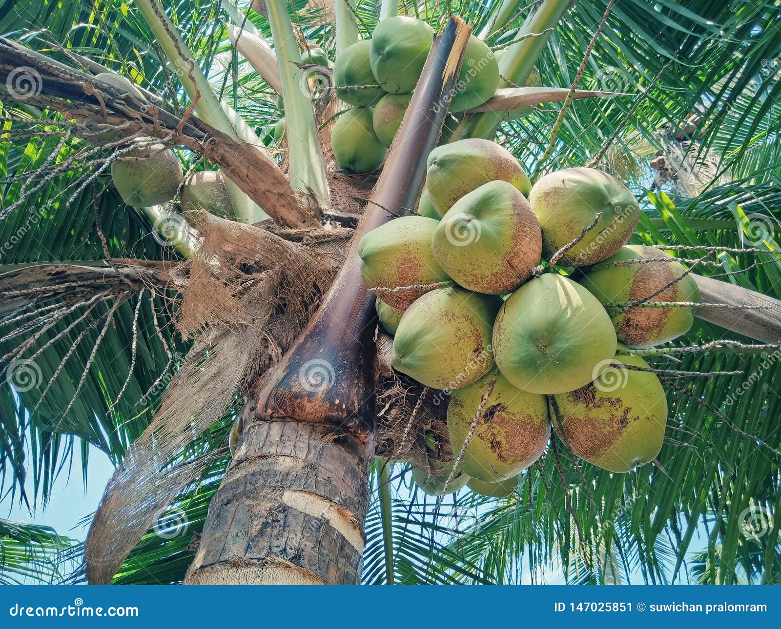 Tree elevation stock image. Image of green, color, beauty - 147025851