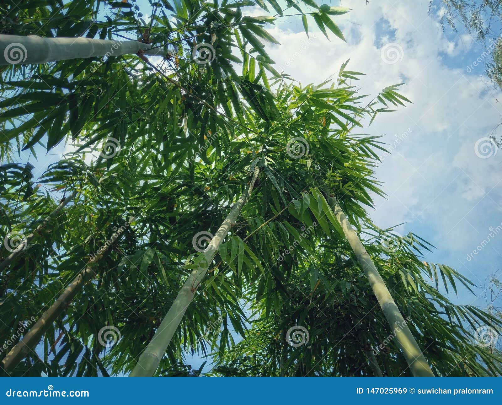 Oak Tree In Elevation Stock Image | CartoonDealer.com #25090645