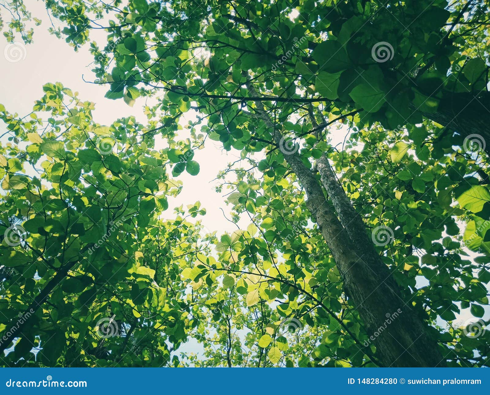 Oak Tree In Elevation Stock Image | CartoonDealer.com #25090645