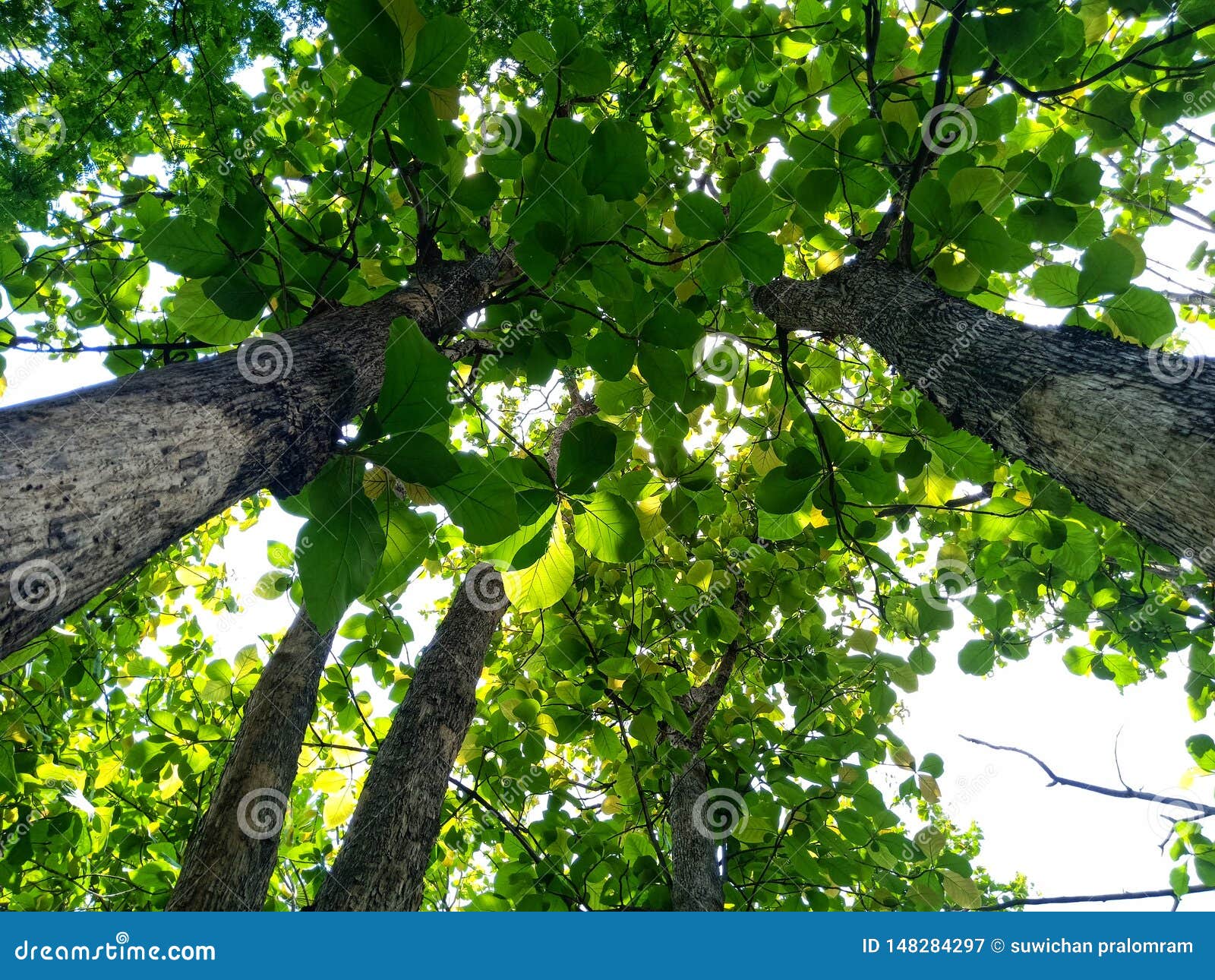 Tree elevation stock image. Image of branch, background - 148284297