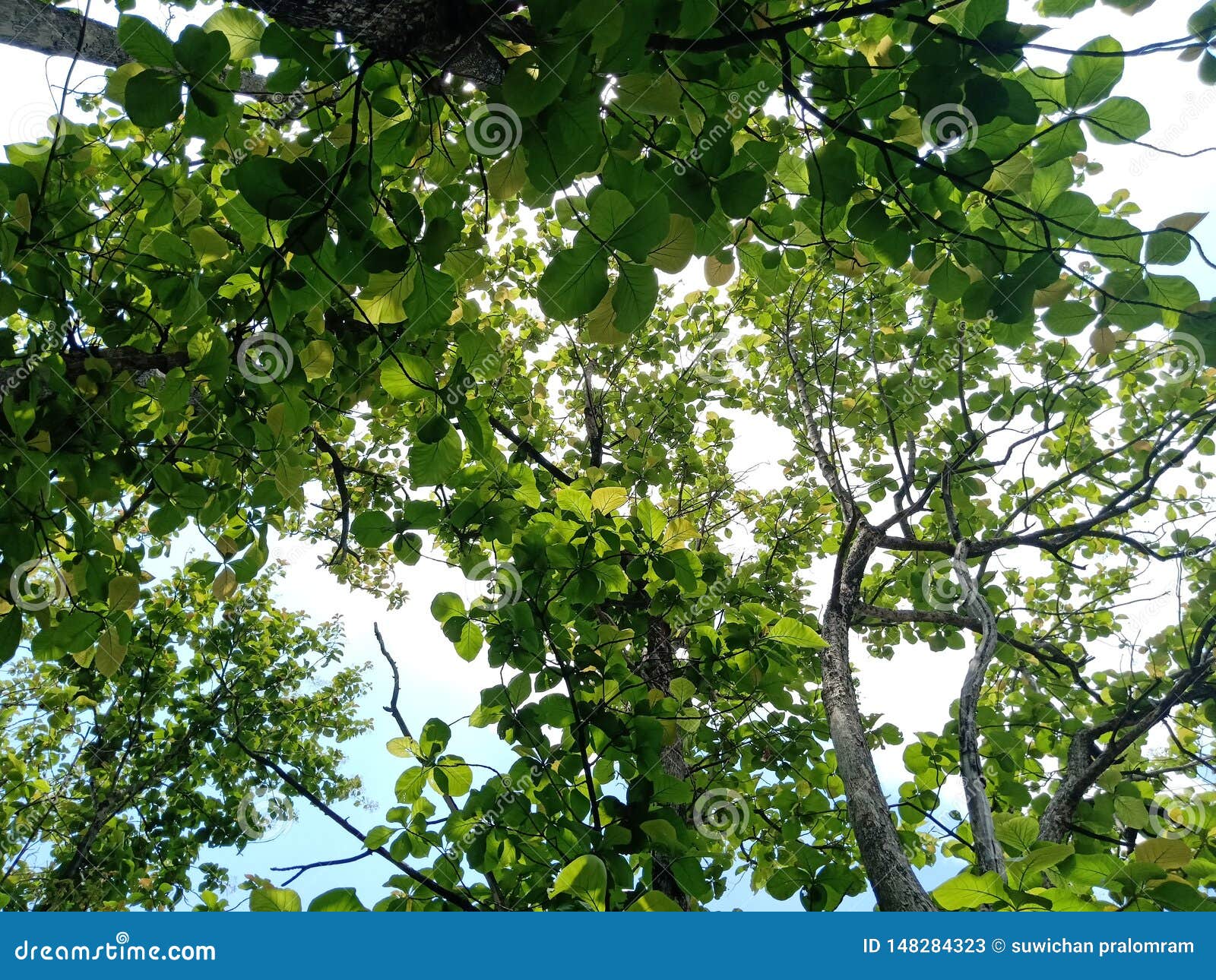 Tree elevation stock image. Image of forest, architect - 148284323