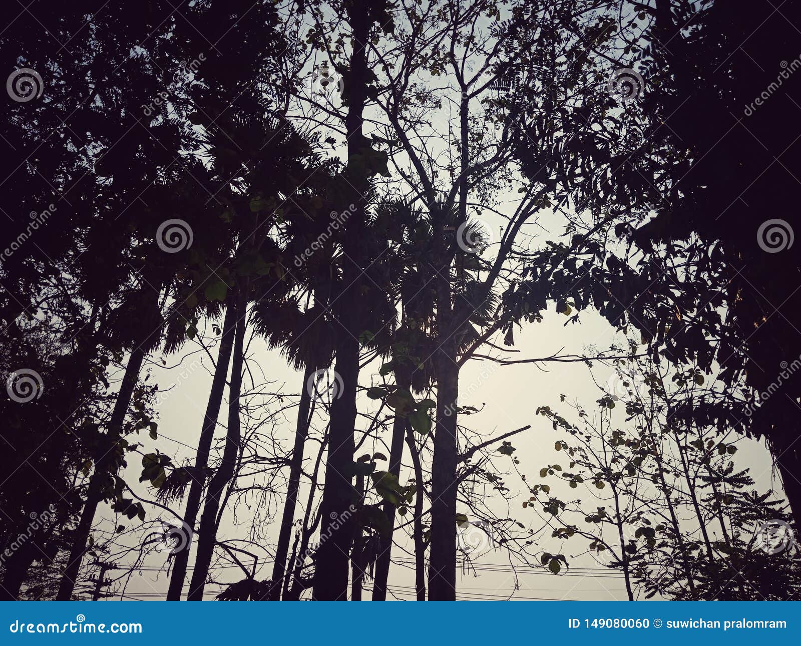 Tree elevation stock photo. Image of background, outdoors - 149080060