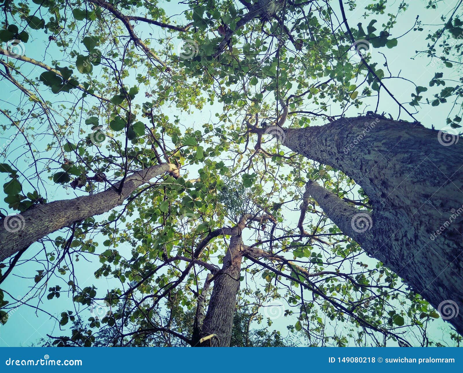 Oak Tree In Elevation Stock Image | CartoonDealer.com #25090645