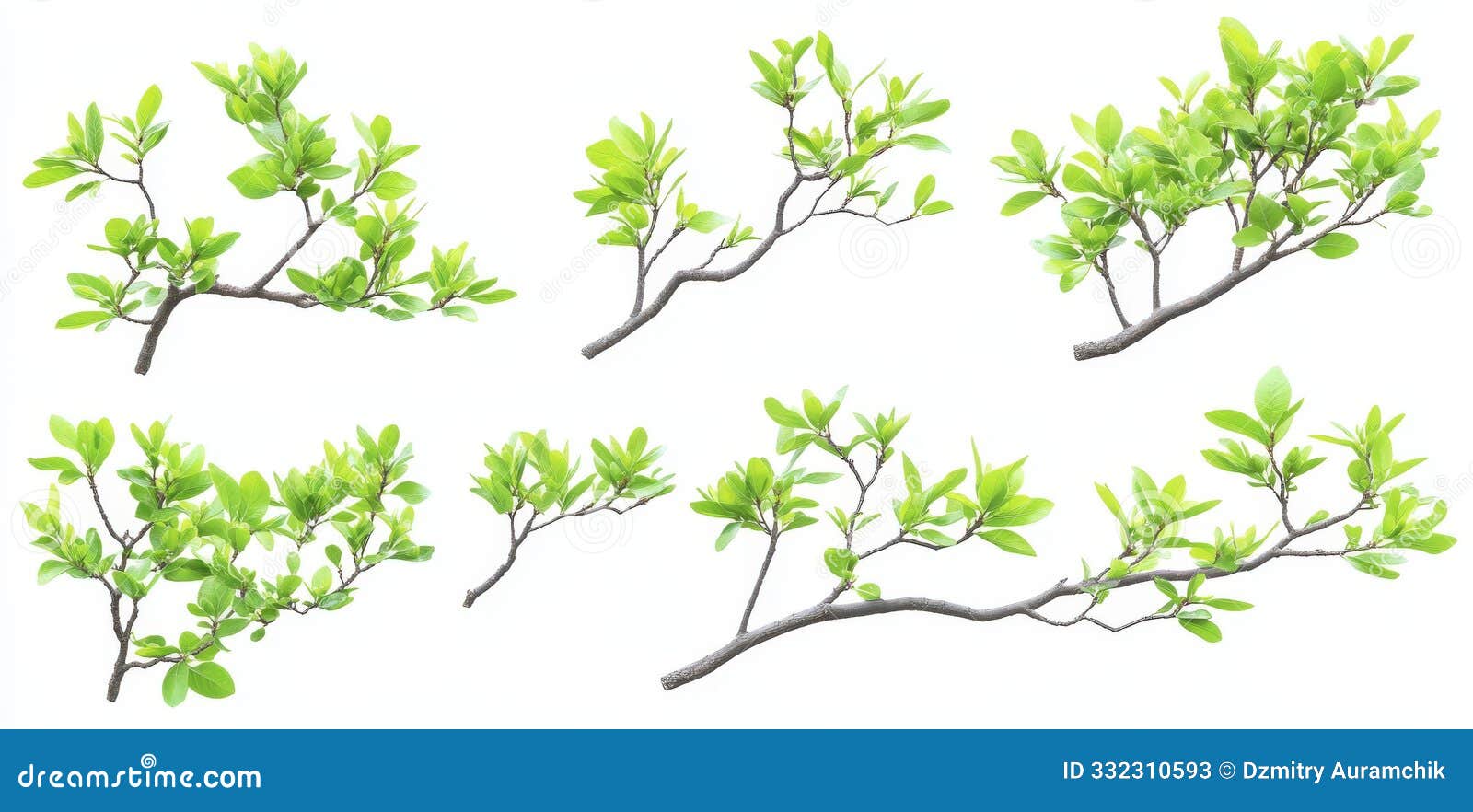 Tree with Elongated Stem, Twig of Green Leaves Isolated on White ...