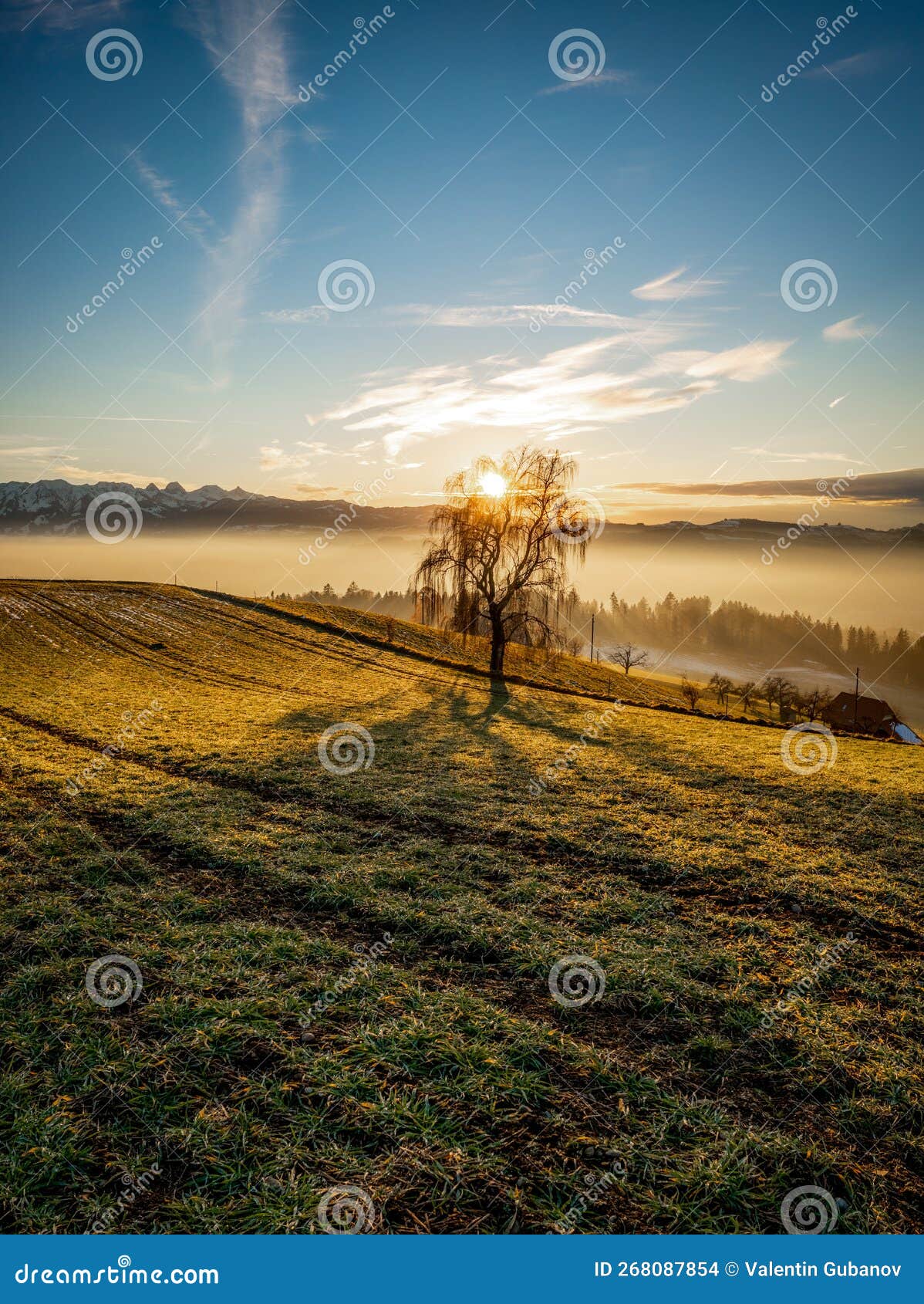 Tree on Emmental pasture stock photo. Image of meadow - 268087854