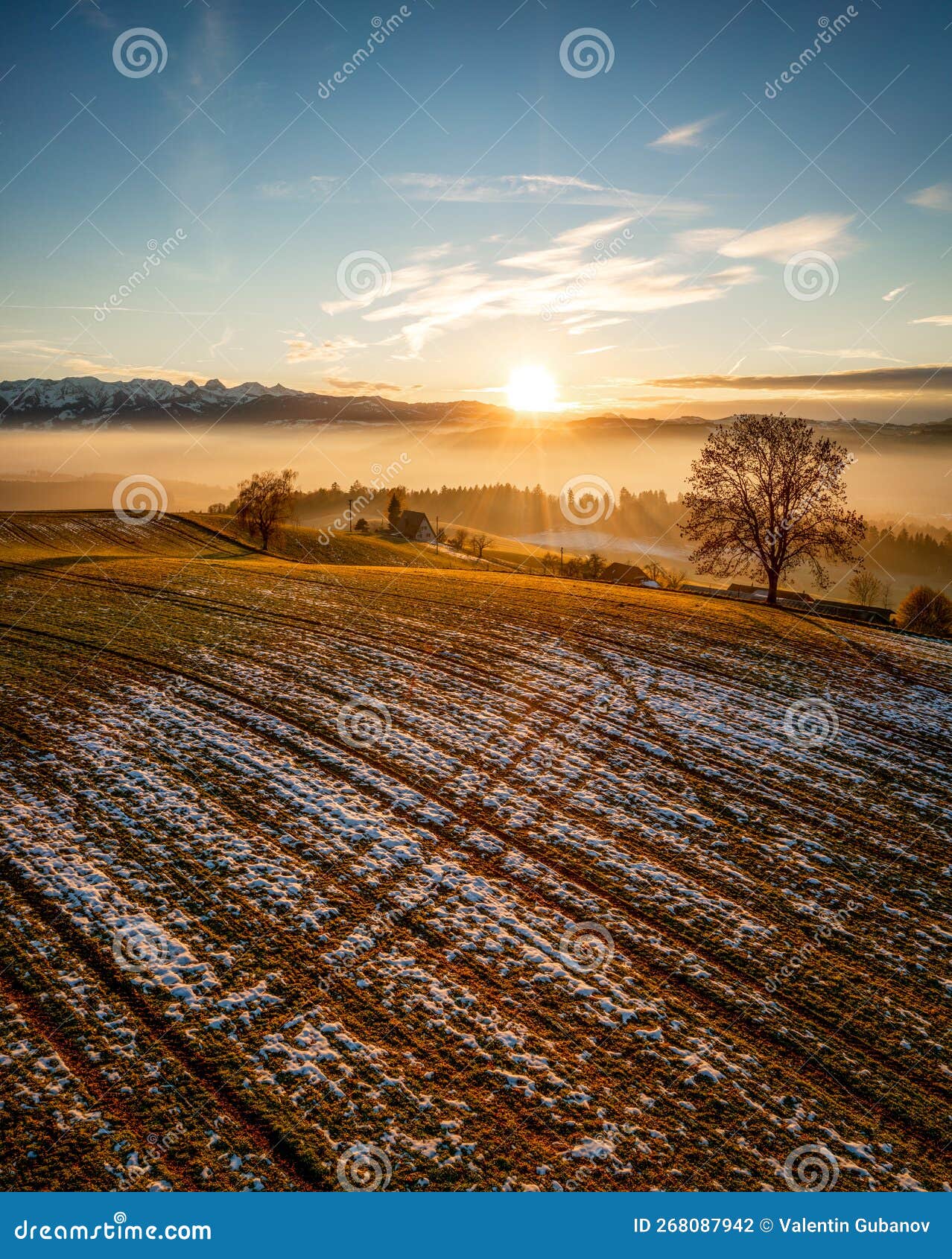 Tree on Emmental pasture stock photo. Image of grass - 268087942