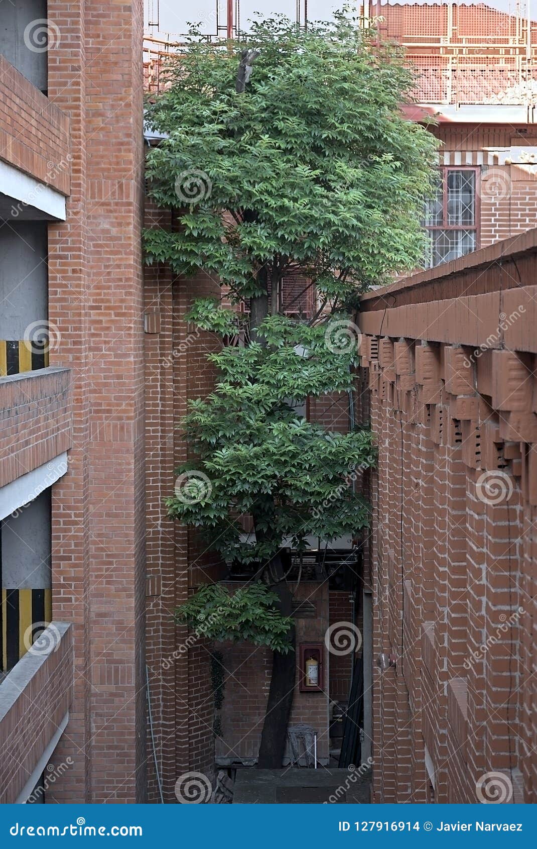 Tree Enclosed in a Building Stock Photo - Image of leafs, tree: 127916914