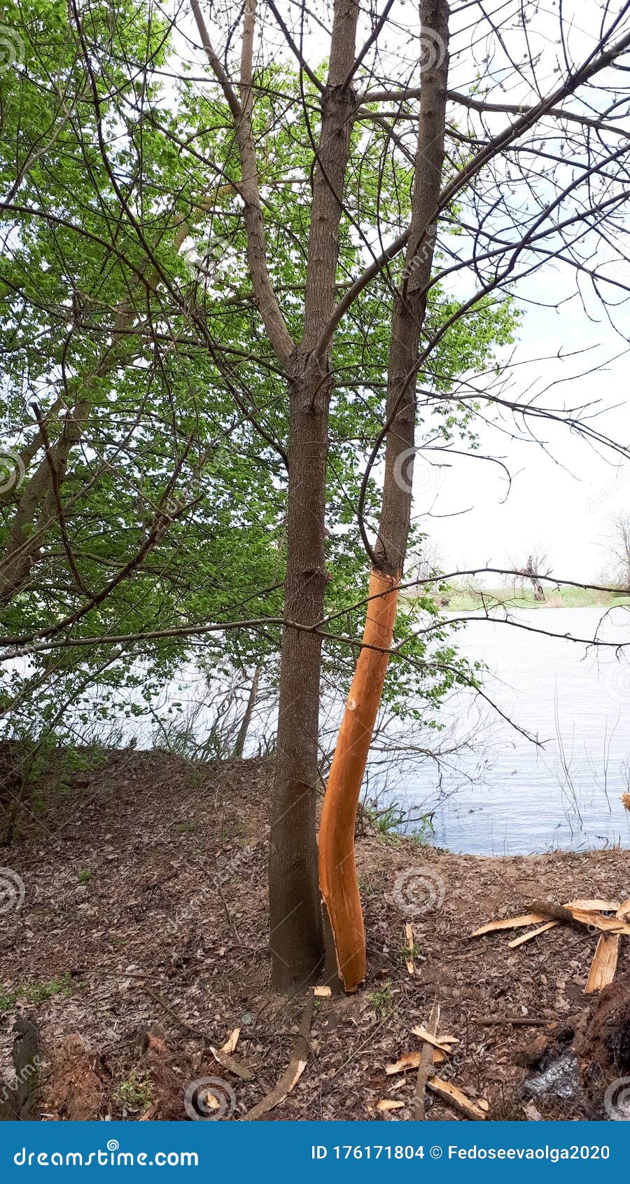 Tree with a Encouraged Bark. Tearing the Bark Off the Tree Stock Photo ...