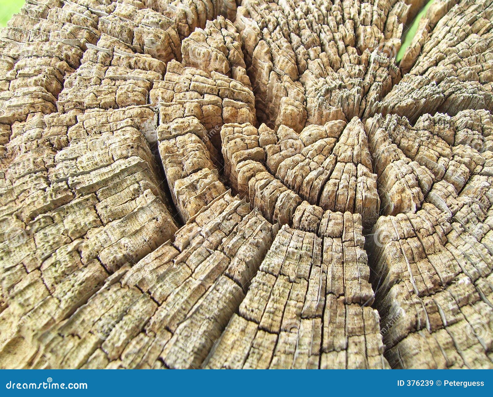 Tree End Grain stock image. Image of bark, macro, pattern - 376239