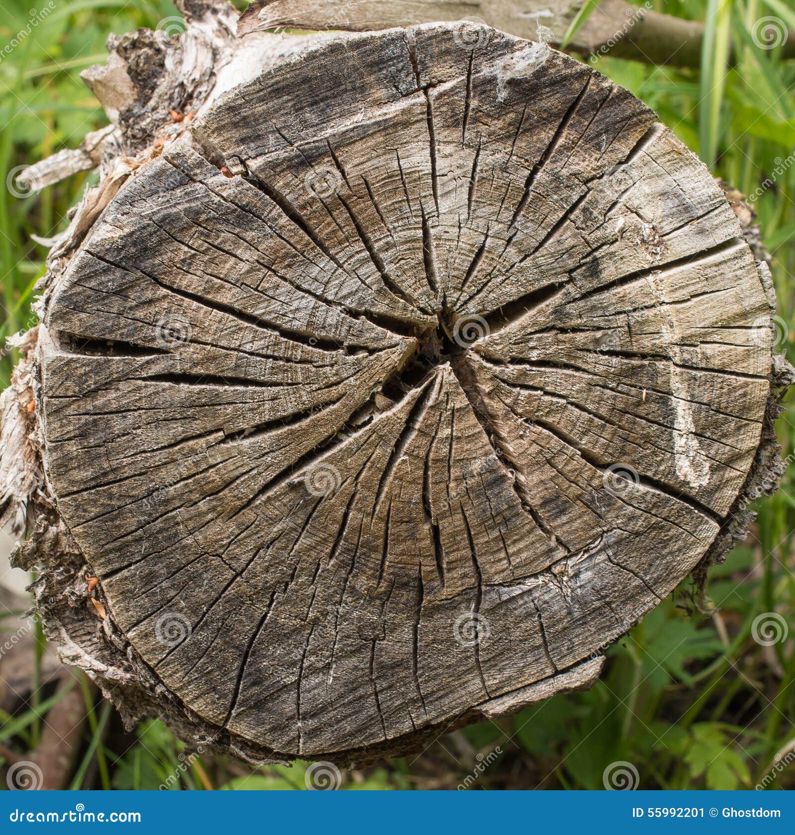 Tree end stock image. Image of worn, texture, stump, snag - 55992201