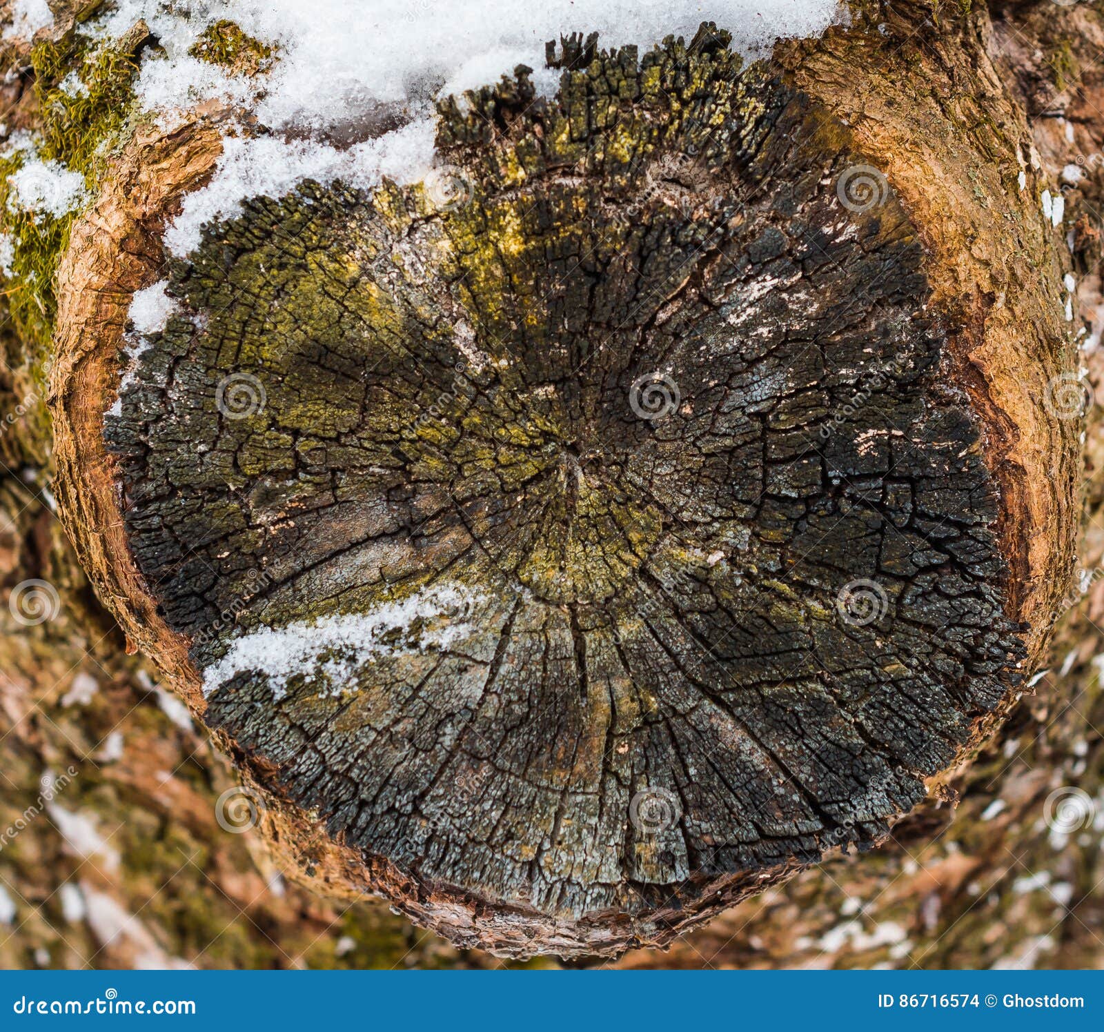 Tree end stock photo. Image of stump, snag, tree, worn - 86716574