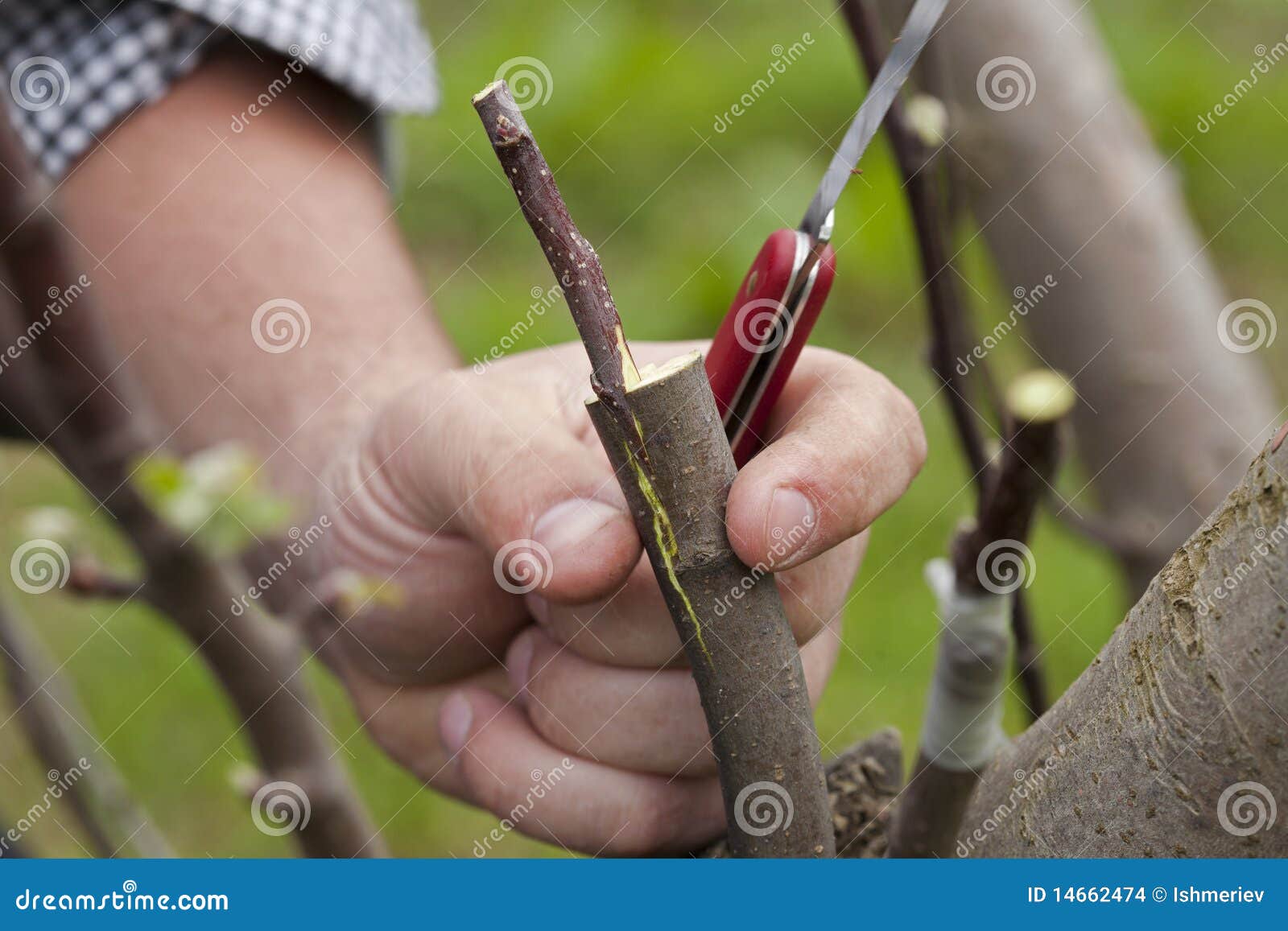 Tree engraft stock photo. Image of selection, grafting - 14662474