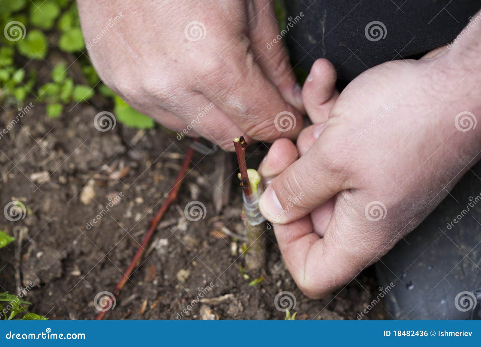 Tree engraft stock photo. Image of branches, approach - 18482436