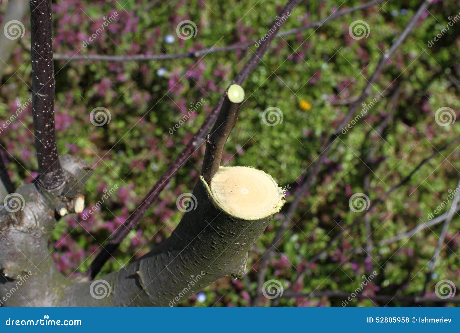 Tree engraft stock photo. Image of hand, future, natural - 52805958