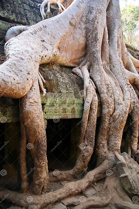 Tree Engulfing One of Angkor Temples Stock Image - Image of khmer, asia ...