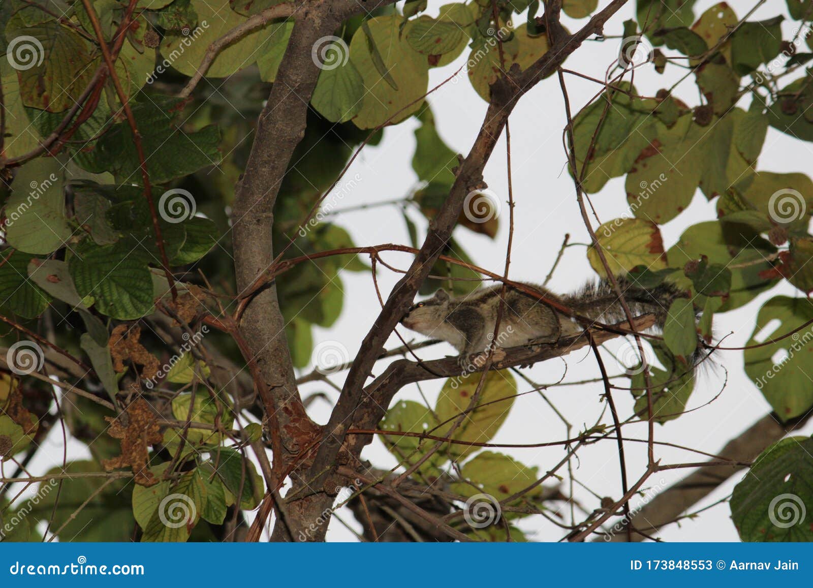 On a Tree Enjoying a Breeze Stock Image - Image of breeze, enjoying ...