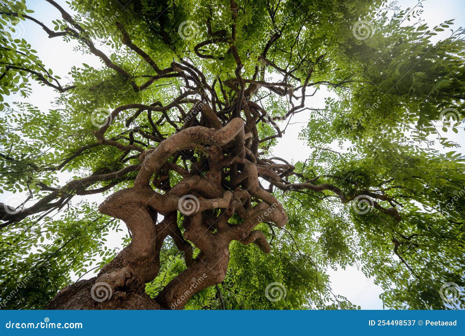Tree with Entangled Twisting Branches Stock Image - Image of green ...