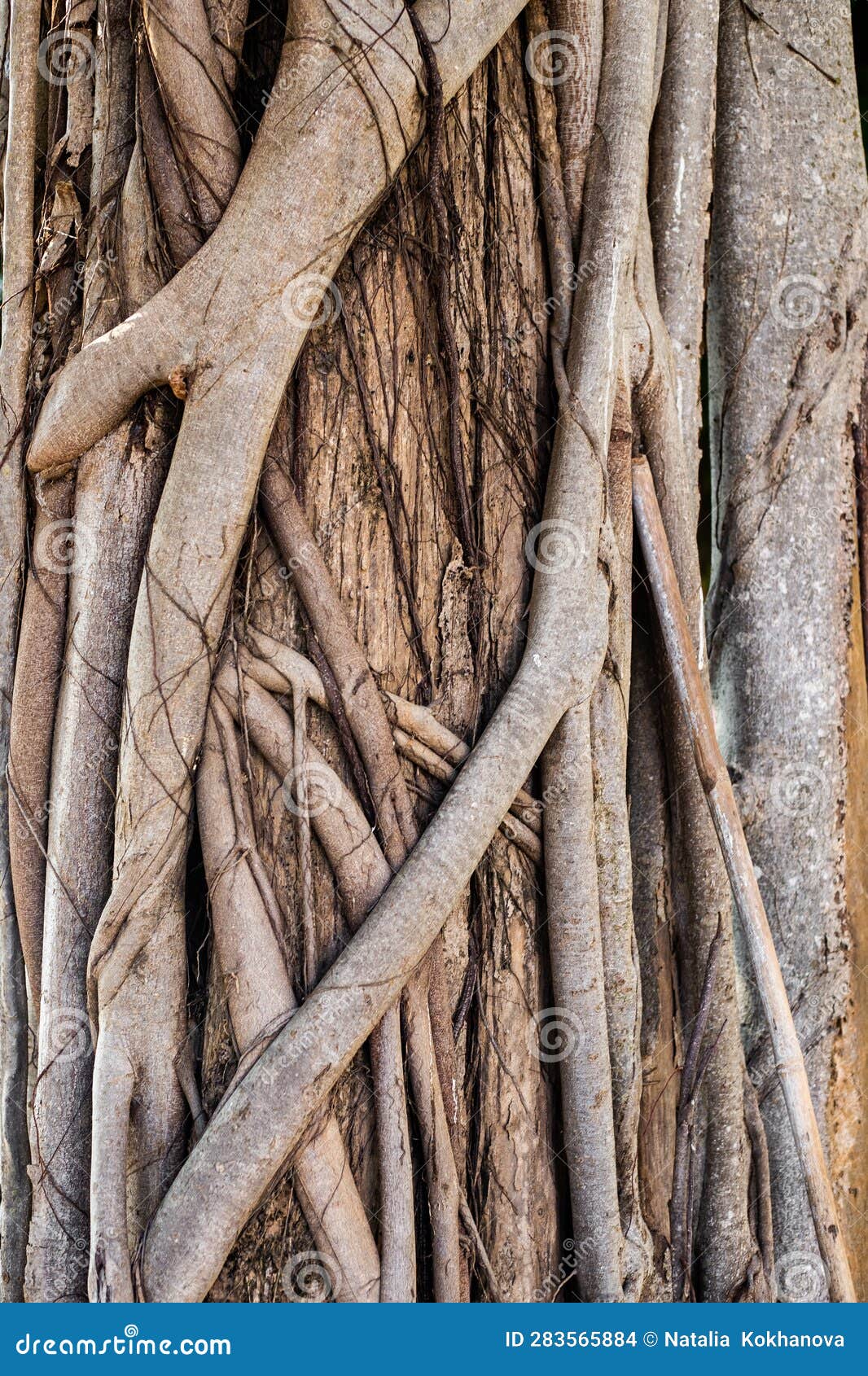 Tree Entwined with Branched Roots. Natural Background Stock Photo ...