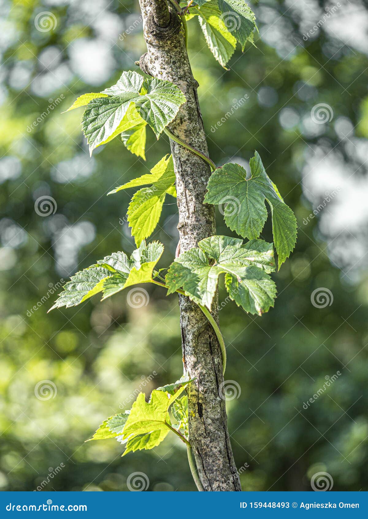 The Tree Entwined by the Green Leaves Stock Image - Image of wrap ...
