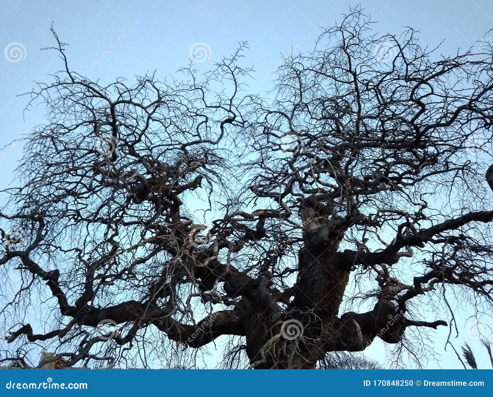 Tree in Estonia stock photo. Image of blue, beholder - 170848250