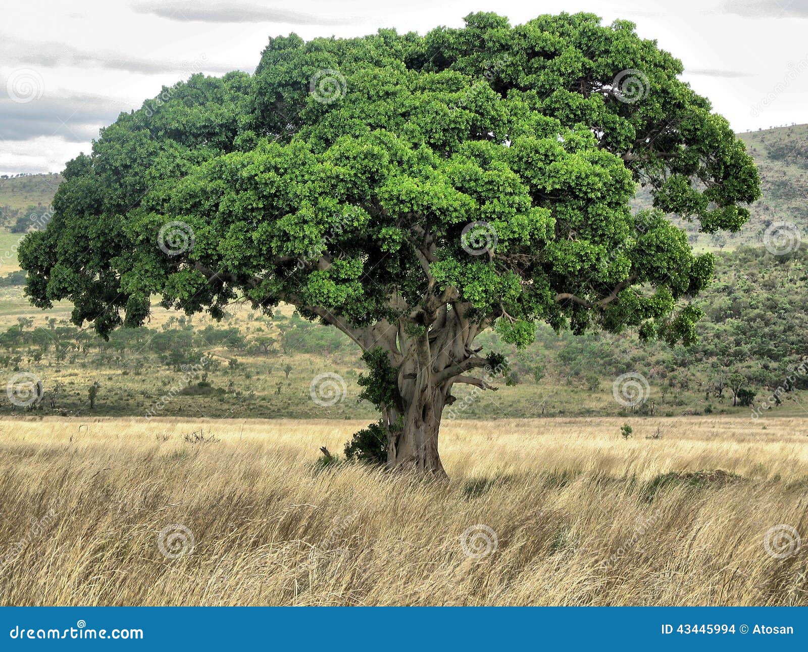 Tree stock photo. Image of green, argan, africa, ethiopian - 43445994