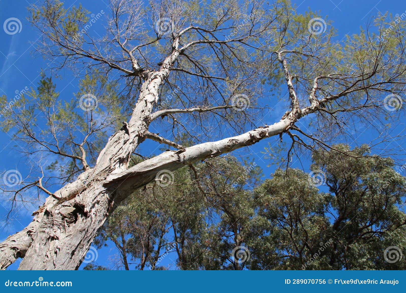 Tree (eucalyptus ?) - Kings Park - Perth - Western Australia Stock ...