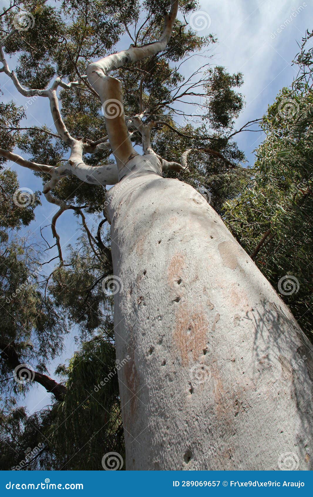Tree (eucalyptus) - Perth - Australia Stock Image - Image of foliage ...