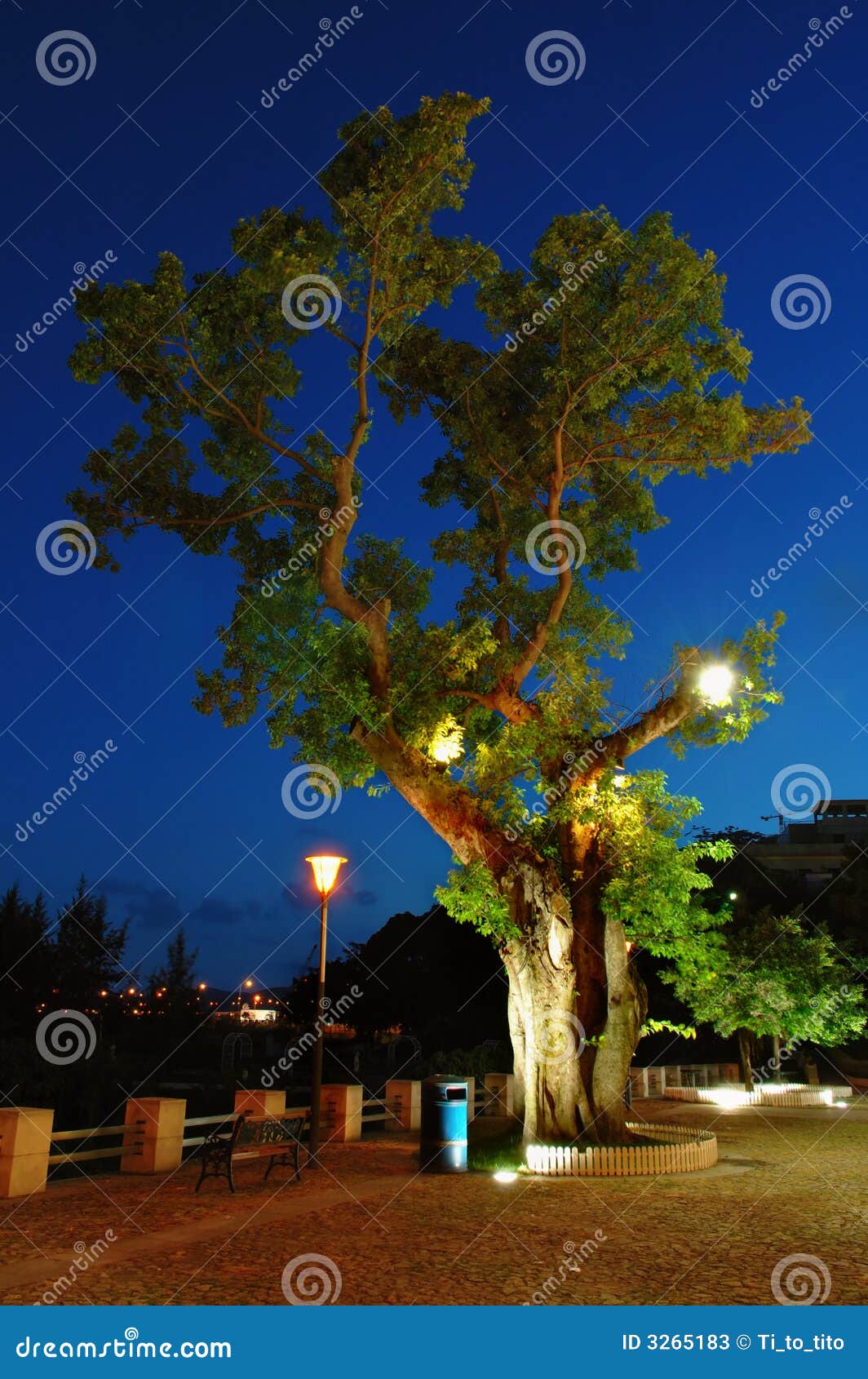 Tree at evening stock image. Image of evening, lights - 3265183