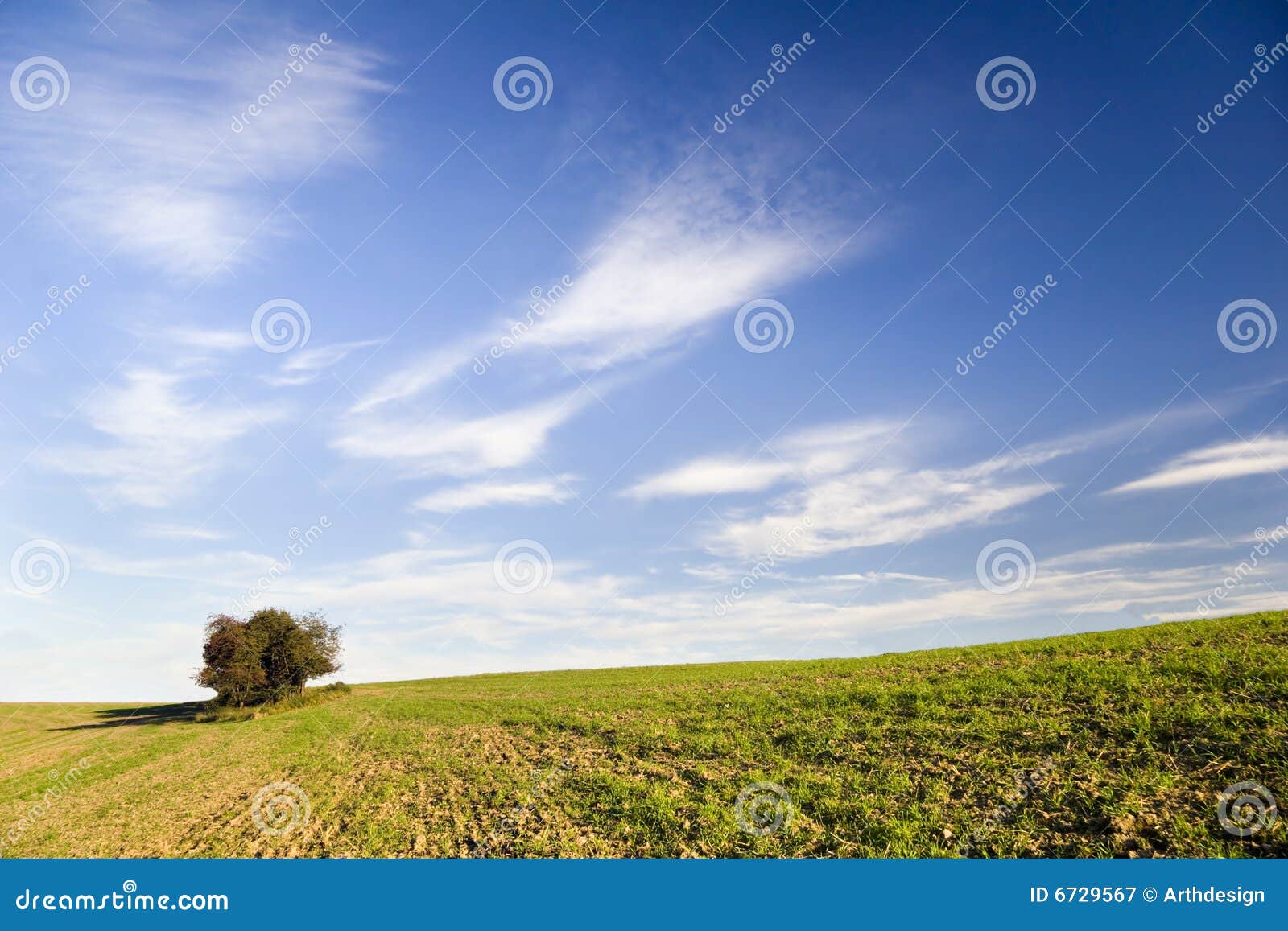 Tree on evening stock image. Image of acre, fall, leafed - 6729567