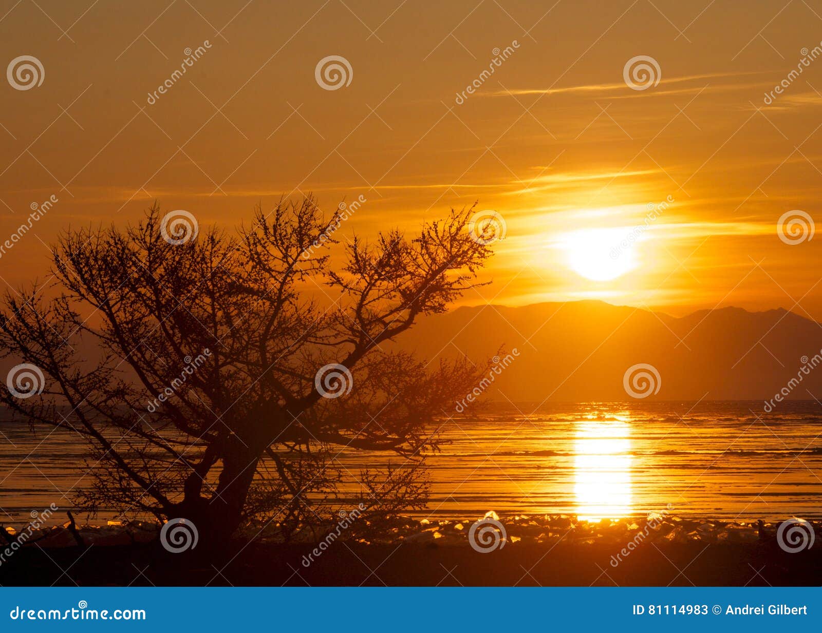 Tree Evening with Golden Light Stock Image - Image of evening, beauty ...