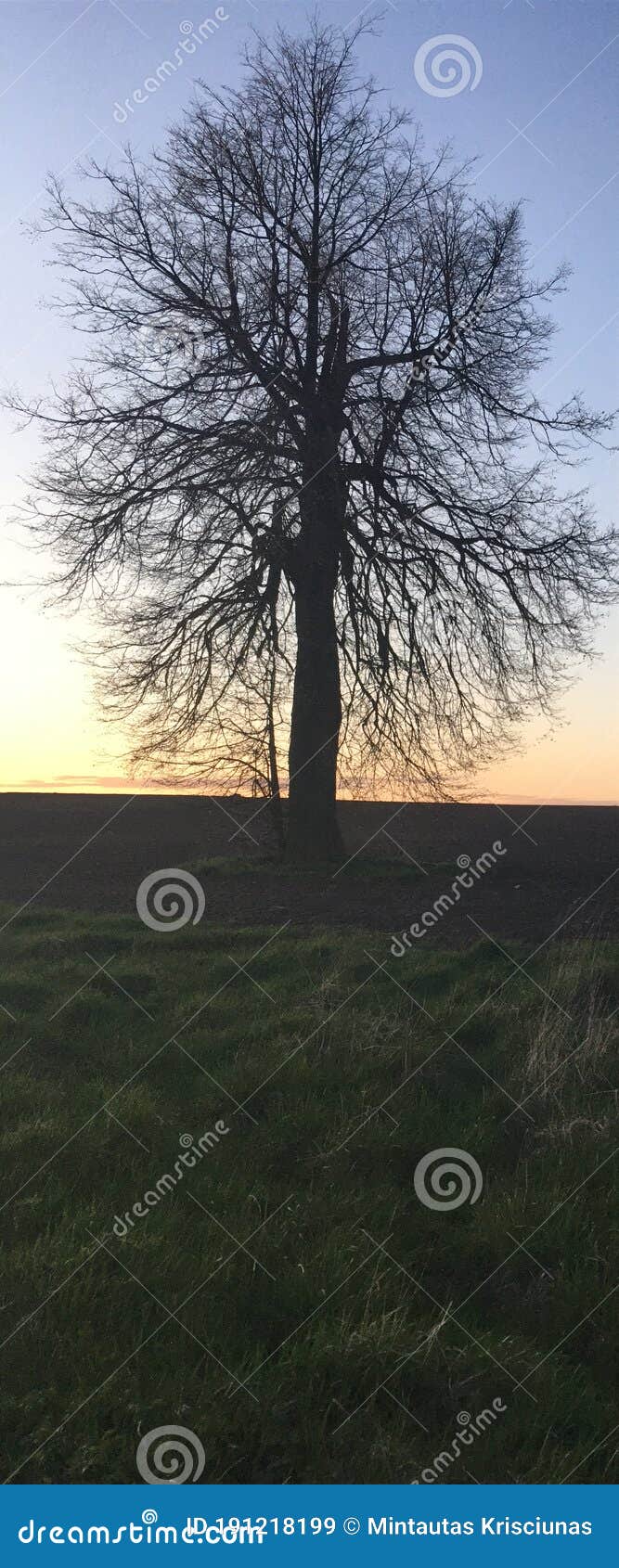 Tree evening stock image. Image of hour, evening, landscape - 191218199